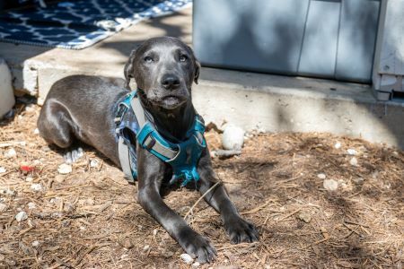 Austin Pets Alive! | Yes Alive! 2024