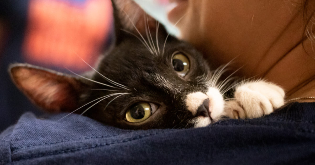 Austin Pets Alive! | Available Cats