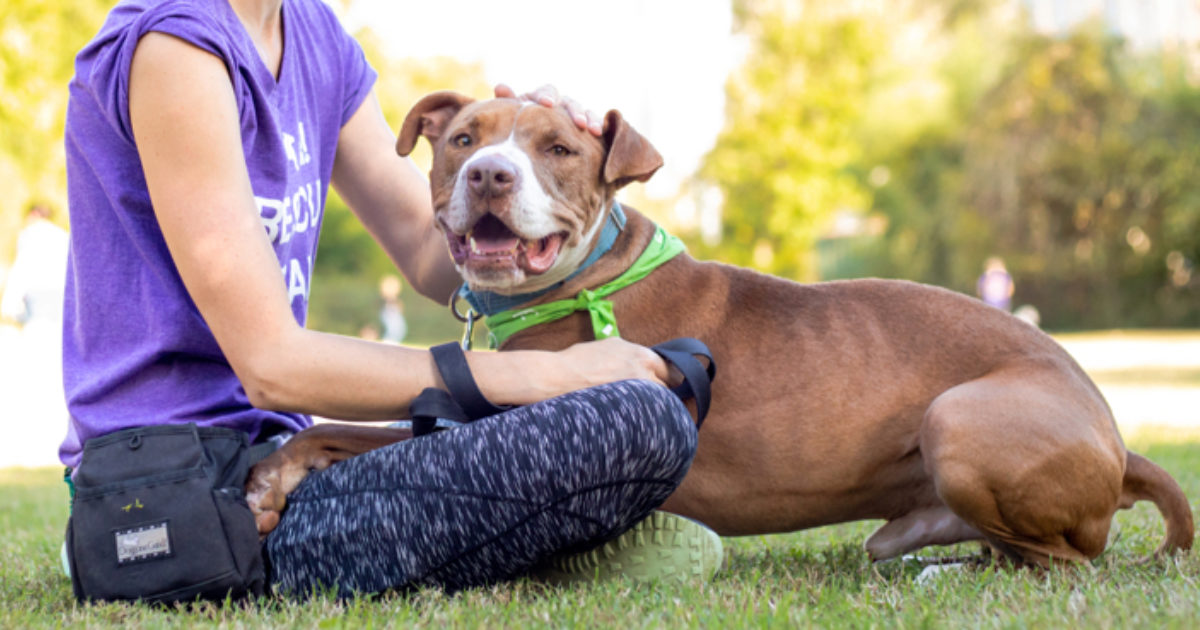 Austin Pets Alive! | Dogs Available For Adoption